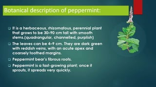 botanical description, floral biology , breeding methods of mint and ...