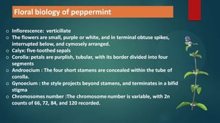 botanical description, floral biology , breeding methods of mint and ...