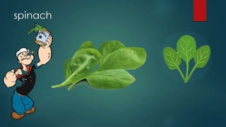botanical description, floral biology , breeding methods of mint and spinach | PPTX