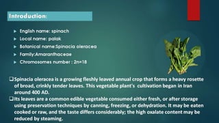 botanical description, floral biology , breeding methods of mint and spinach | PPTX