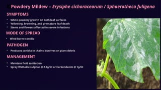 Major-Diseases-of-Cucurbits and its management | PPTX