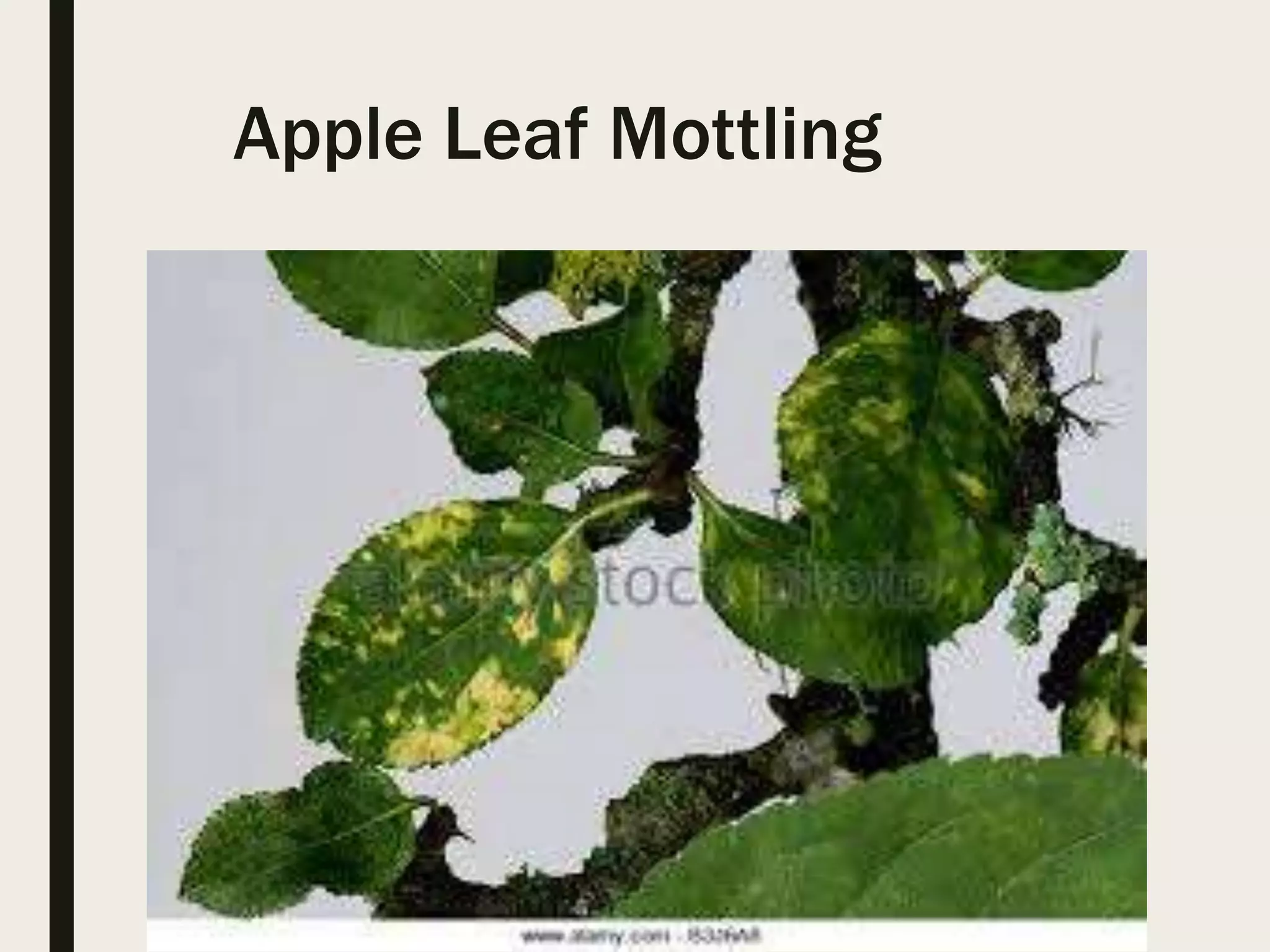 Major abnormalities in plants | PPTX