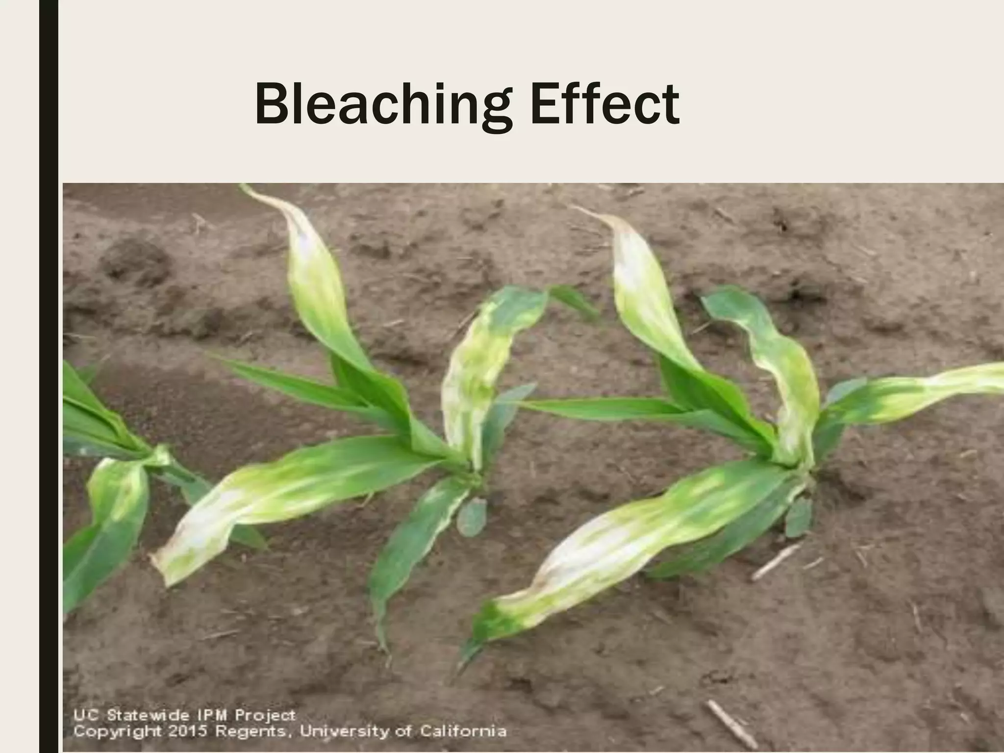 Major abnormalities in plants | PPTX