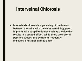 Major abnormalities in plants | PPTX