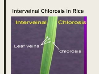 Major abnormalities in plants | PPTX