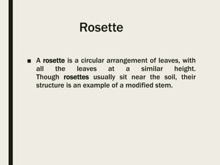 Major abnormalities in plants | PPTX