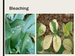 Major abnormalities in plants | PPTX