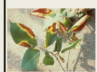 Major abnormalities in plants | PPTX