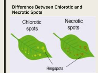 Major abnormalities in plants | PPTX