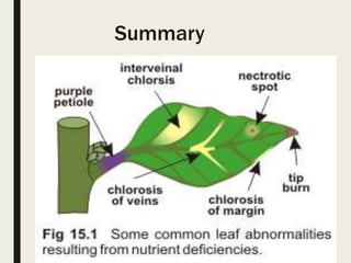 Major abnormalities in plants | PPTX