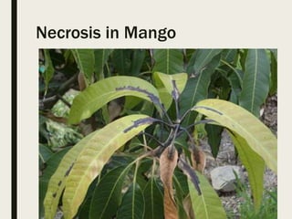 Major abnormalities in plants | PPTX