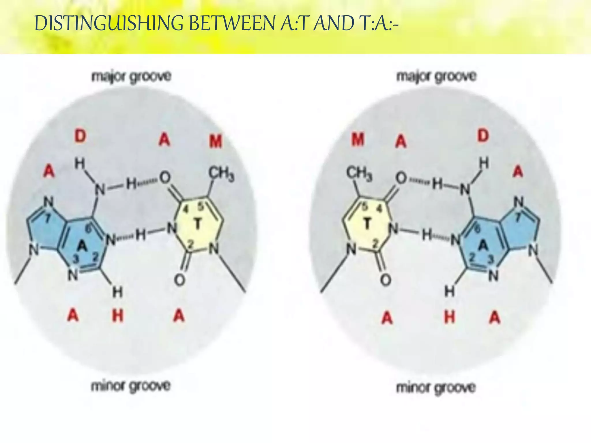 Major and minor grooves dna | PPTX