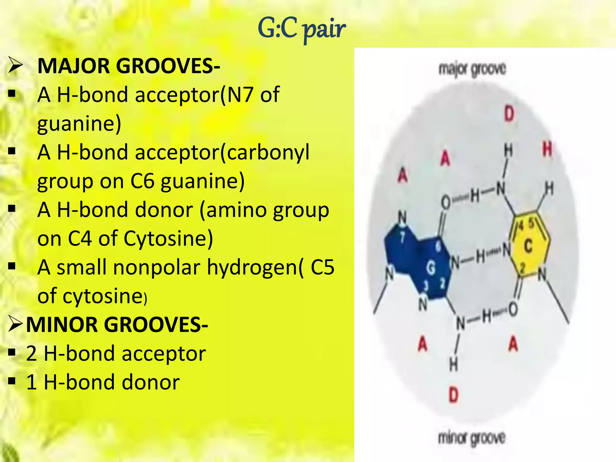 Major and minor grooves dna | PPTX