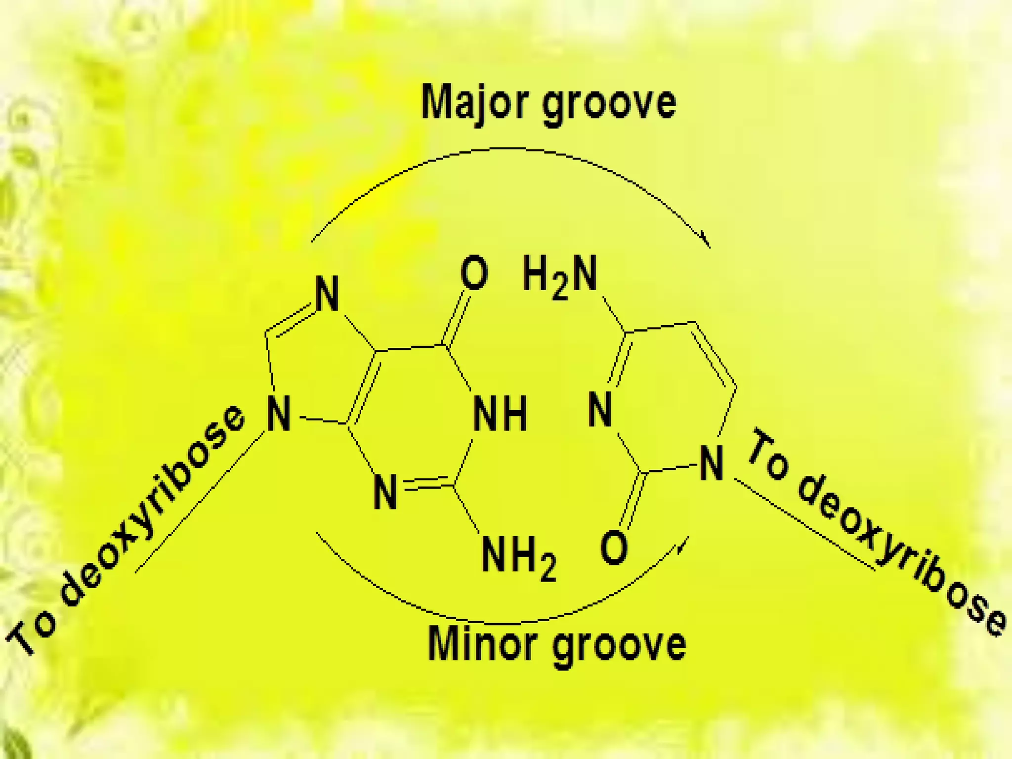 Major and minor grooves dna | PPTX