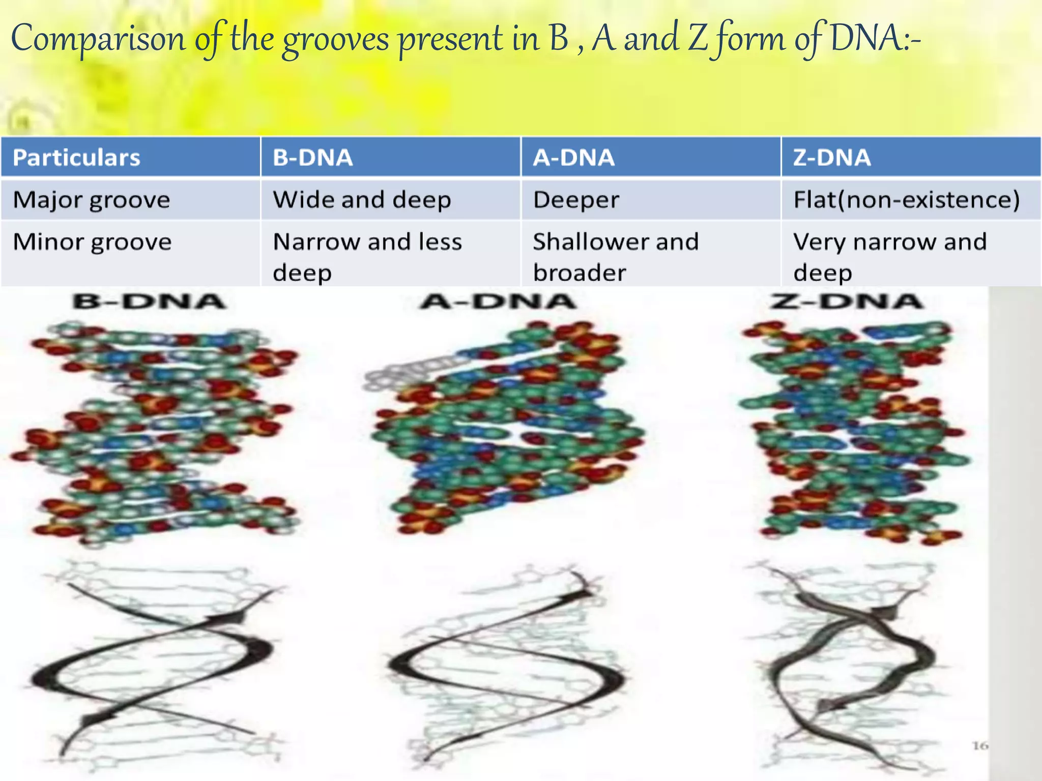 Major and minor grooves dna | PPTX