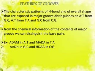 Major and minor grooves dna | PPTX