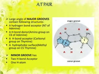 Major and minor grooves dna | PPTX