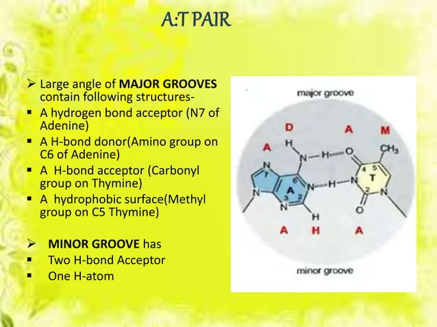 Major and minor grooves dna | PPTX