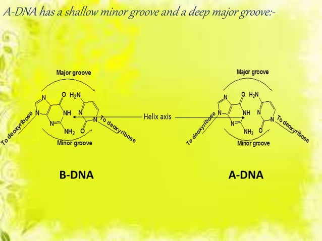 Major and minor grooves dna | PPTX