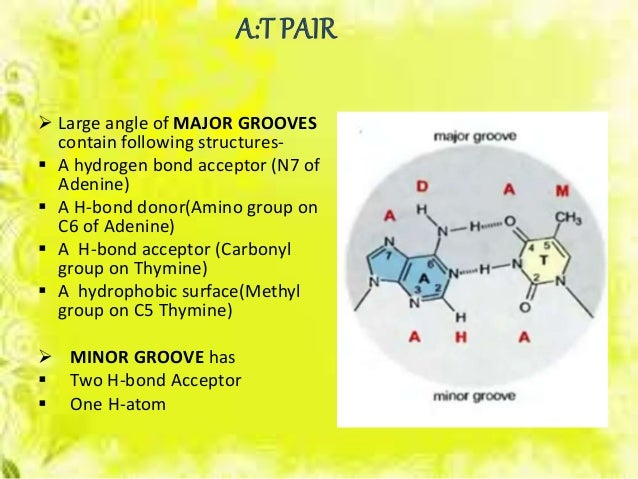 Major and minor grooves dna