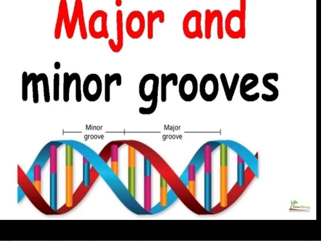 Major and minor grooves dna