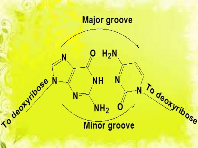 Major and minor grooves dna