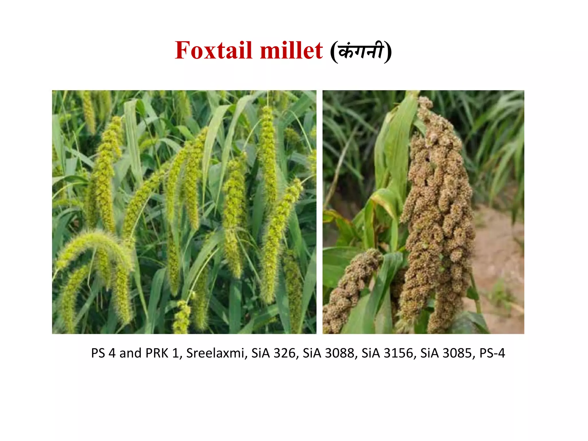 Major and minor millets Importance, present status and scope in J&K.pdf