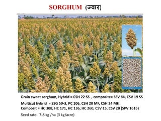 Major and minor millets Importance, present status and scope in J&K.pdf