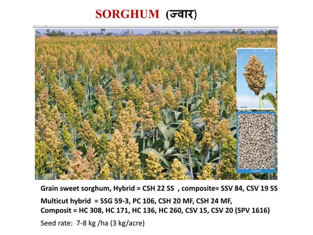 Major and minor millets Importance, present status and scope in J&K.pdf
