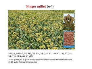 Major and minor millets Importance, present status and scope in J&K.pdf