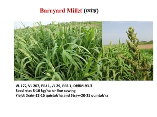 Major and minor millets Importance, present status and scope in J&K.pdf