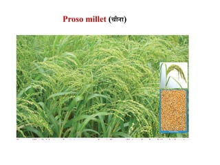 Major and minor millets Importance, present status and scope in J&K.pdf