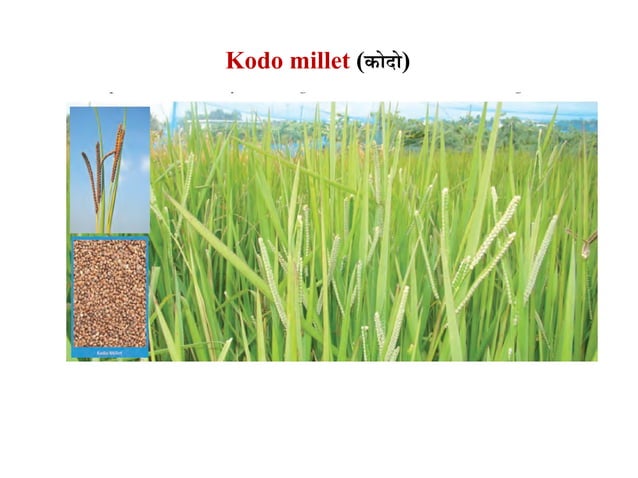Major and minor millets Importance, present status and scope in J&K.pdf