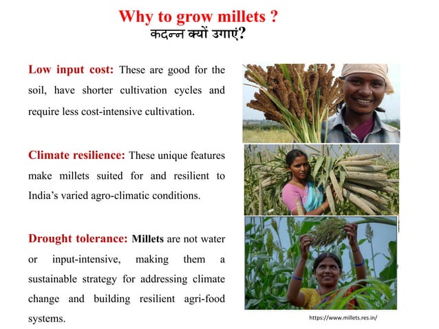 Major and minor millets Importance, present status and scope in J&K.pdf