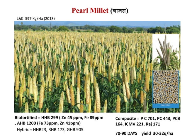 Major and minor millets Importance, present status and scope in J&K.pdf