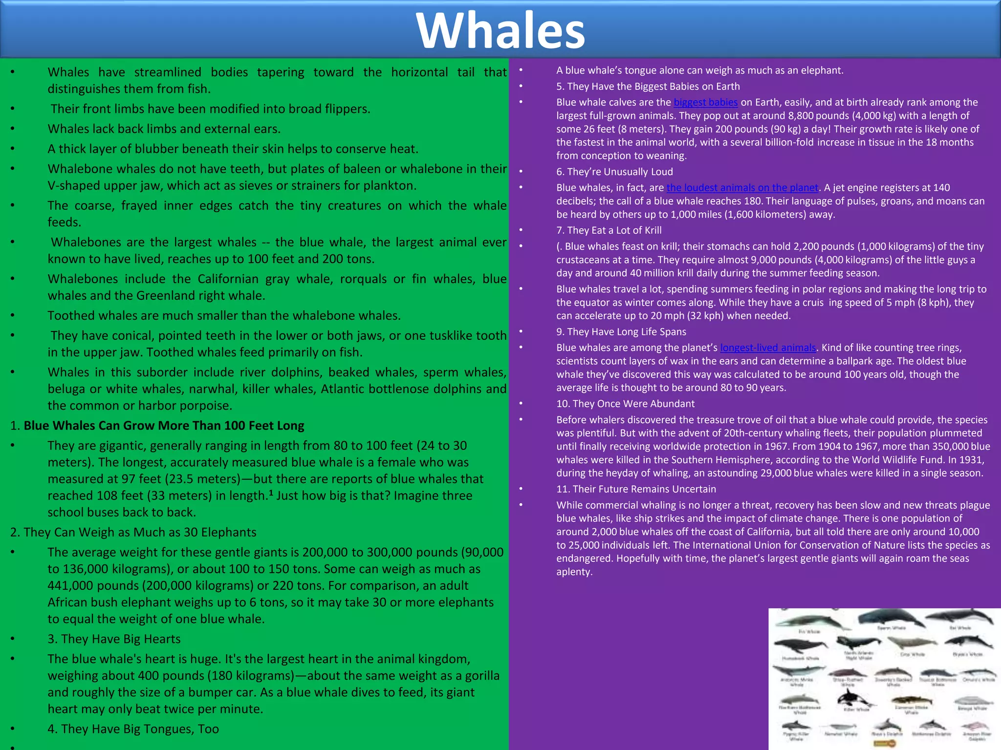 Major Aquatic Mammals and their importance by B.pptx
