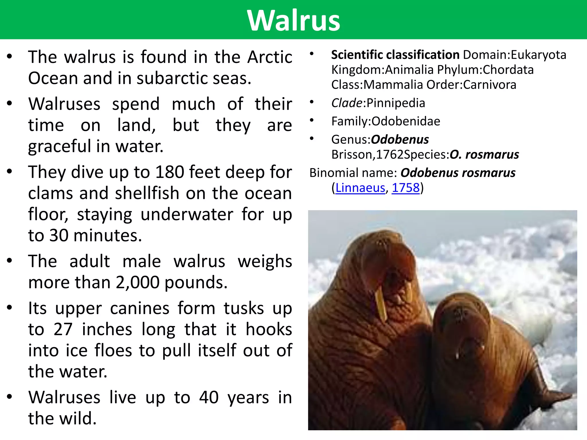 Major Aquatic Mammals and their importance by B.pptx