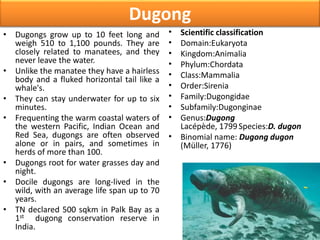 Major Aquatic Mammals and their importance by B.pptx