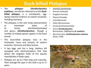 Major Aquatic Mammals and their importance by B.pptx