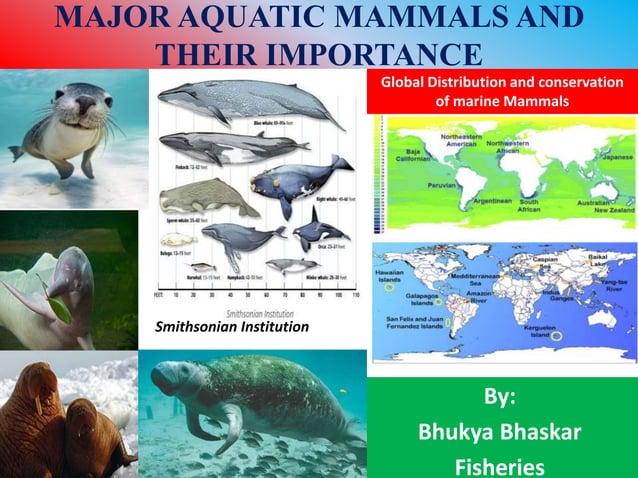 Major Aquatic Mammals and their importance by B.pptx