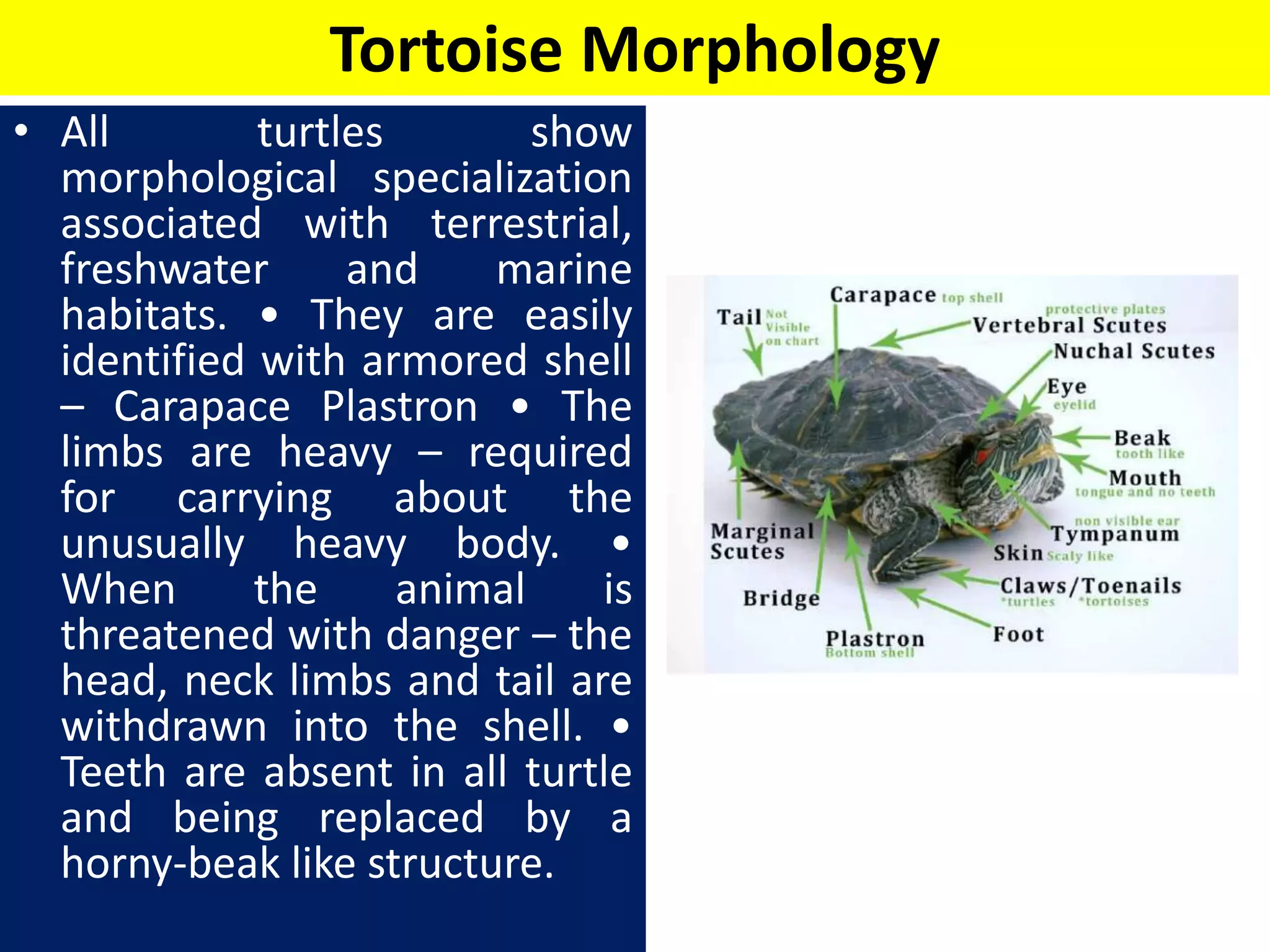 Major Aquatic Reptiles with special focus on Anatomy and Biology and ...