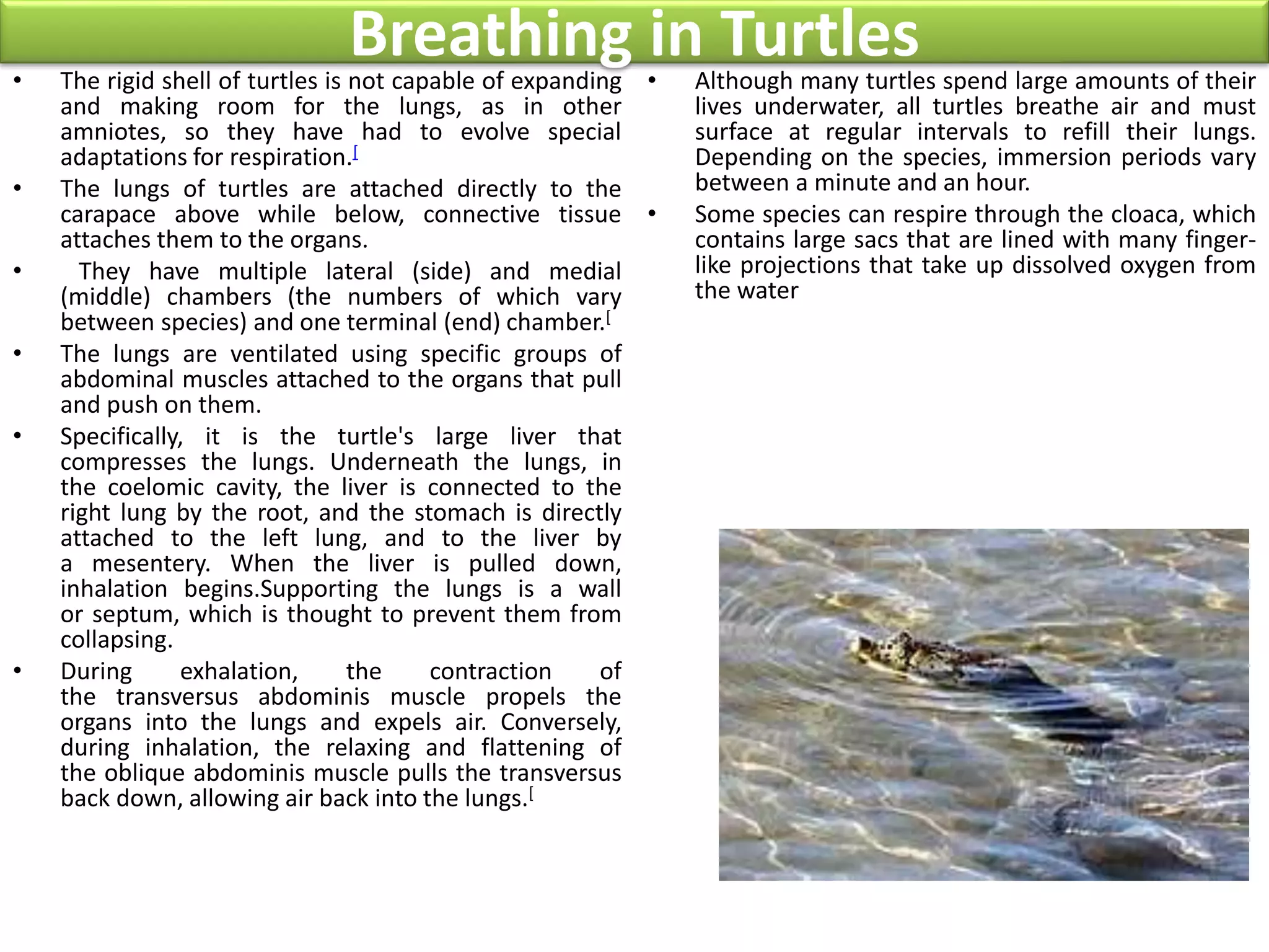 Major Aquatic Reptiles with special focus on Anatomy and Biology and ...