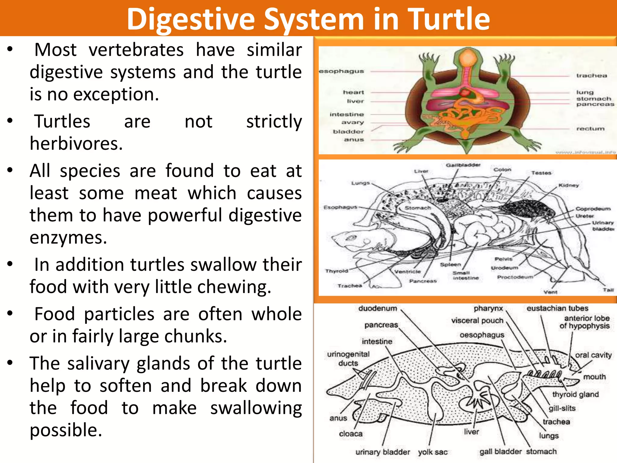 Major Aquatic Reptiles with special focus on Anatomy and Biology and ...