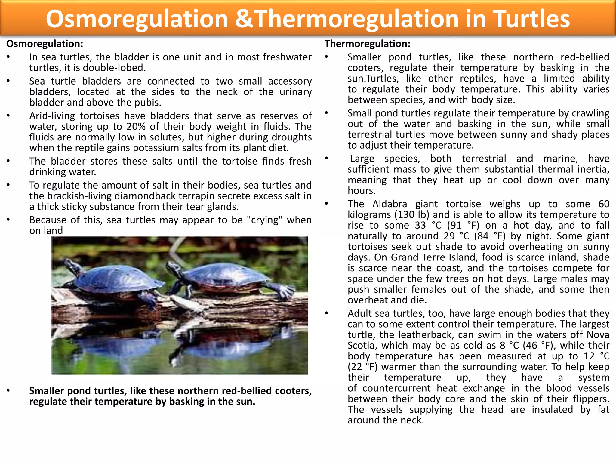 Major Aquatic Reptiles with special focus on Anatomy and Biology and ...