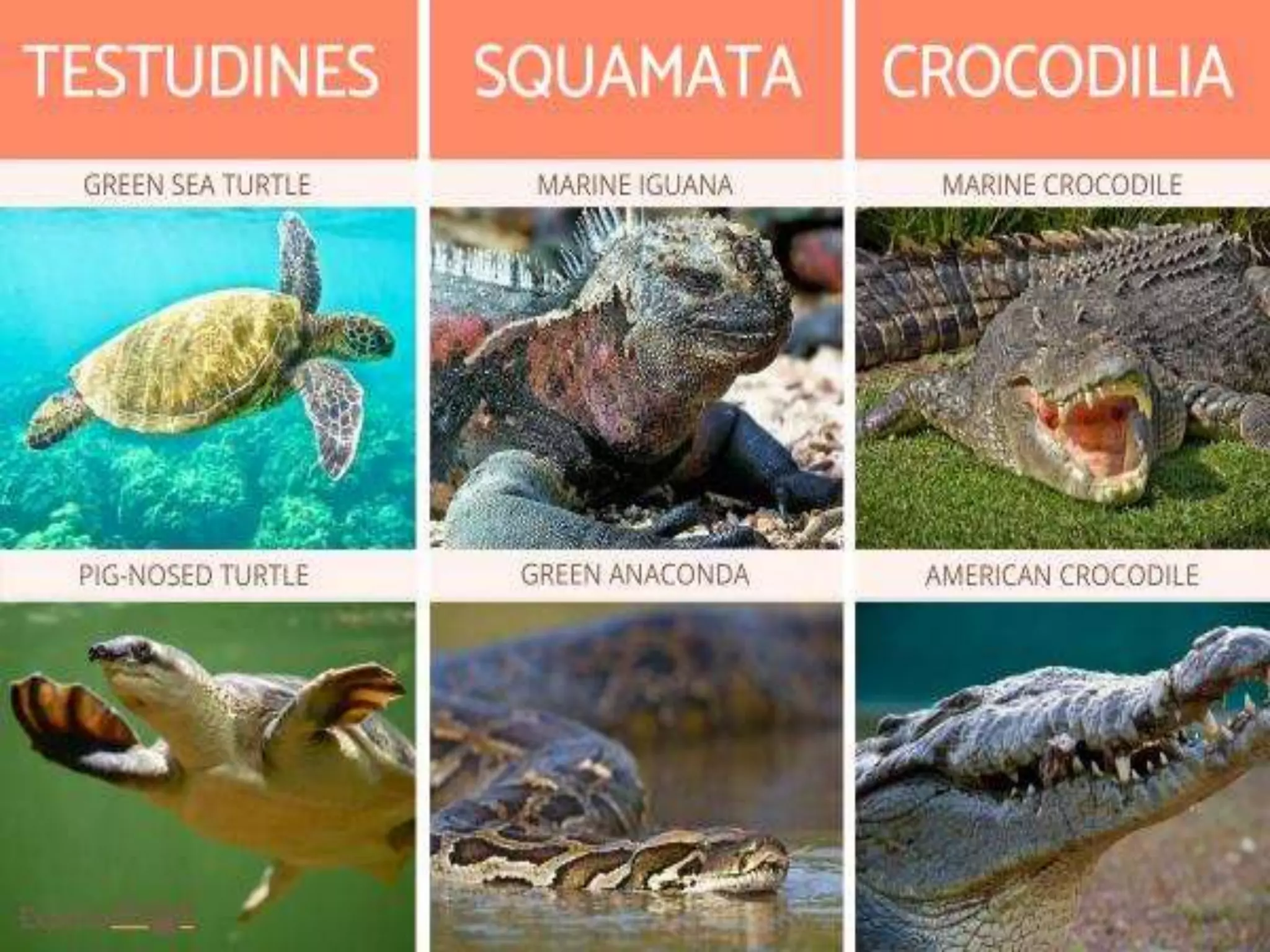 Major Aquatic Reptiles with special focus on Anatomy and Biology and ...
