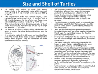 Major Aquatic Reptiles with special focus on Anatomy and Biology and ...