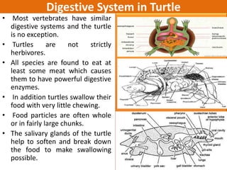 Major Aquatic Reptiles with special focus on Anatomy and Biology and ...