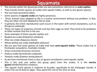 Major Aquatic Reptiles with special focus on Anatomy and Biology and ...