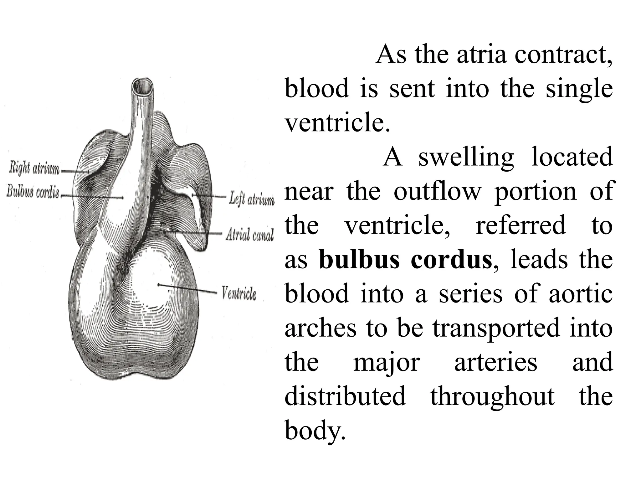 Major Arteries AS.pptx