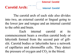 Major Arteries AS.pptx
